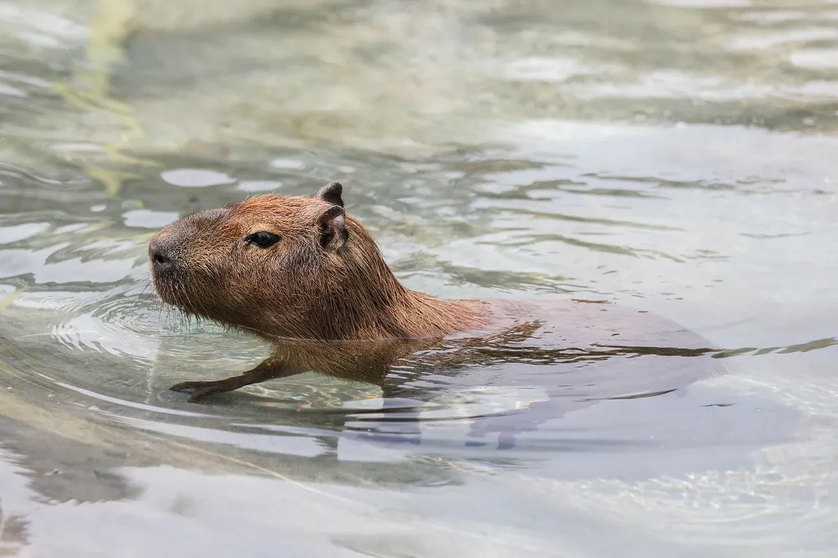 Capibara: La nueva víctima del tráfico ilegal de carne silvestre en ...